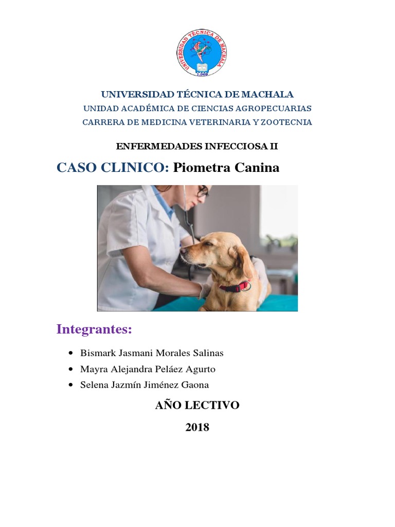 Cuáles Son Los Signos De Piometra En Perros