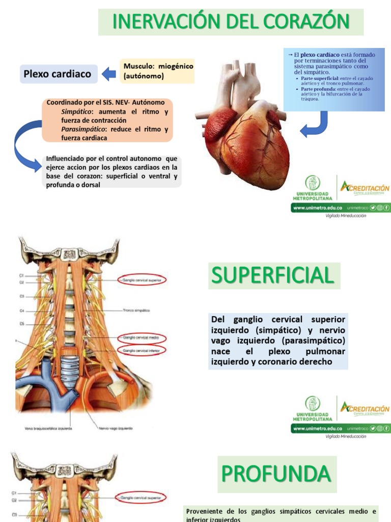 Inervación Del Corazón | PDF | Corazón | Neuroanatomía