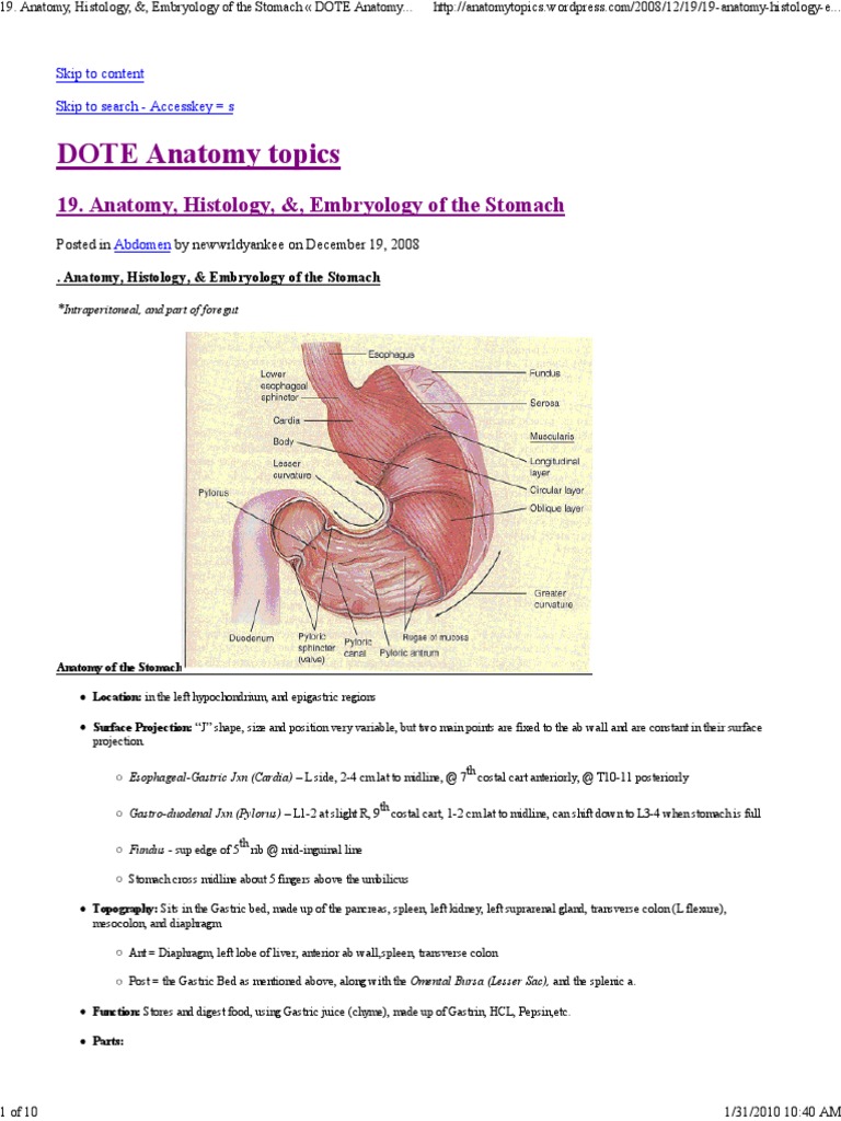 Anatomy and Histology of the Stomach | PDF | Stomach | Abdomen