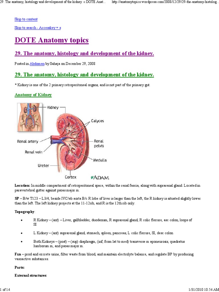 The Anatomy, Histology and Development of The Kidney PDF | PDF | Kidney ...