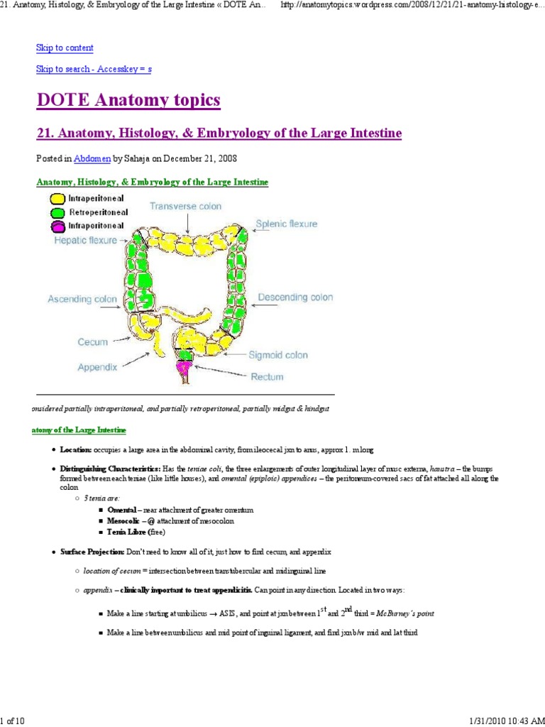 The Anatomy, Histology and Development of The Large Intestine PDF | PDF ...