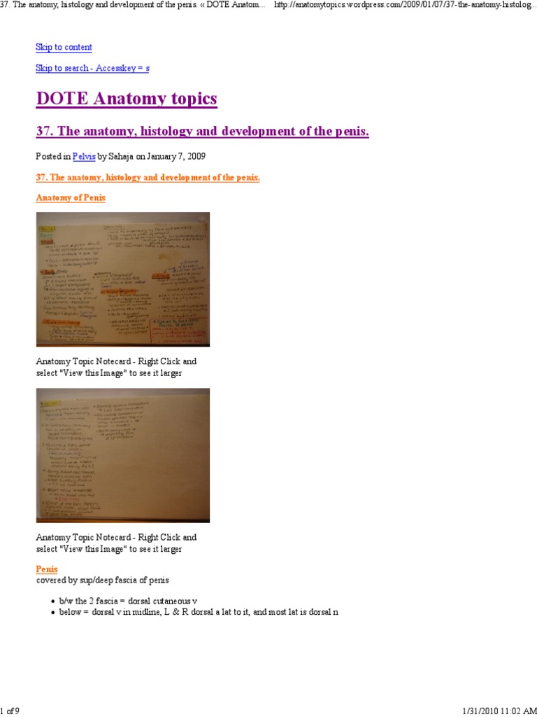 The Anatomy, Histology and Development of The Penis PDF | PDF | Penis ...