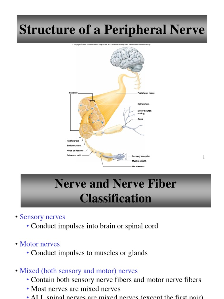 Structure of A Peripheral Nerve | PDF | Arm | Nerve