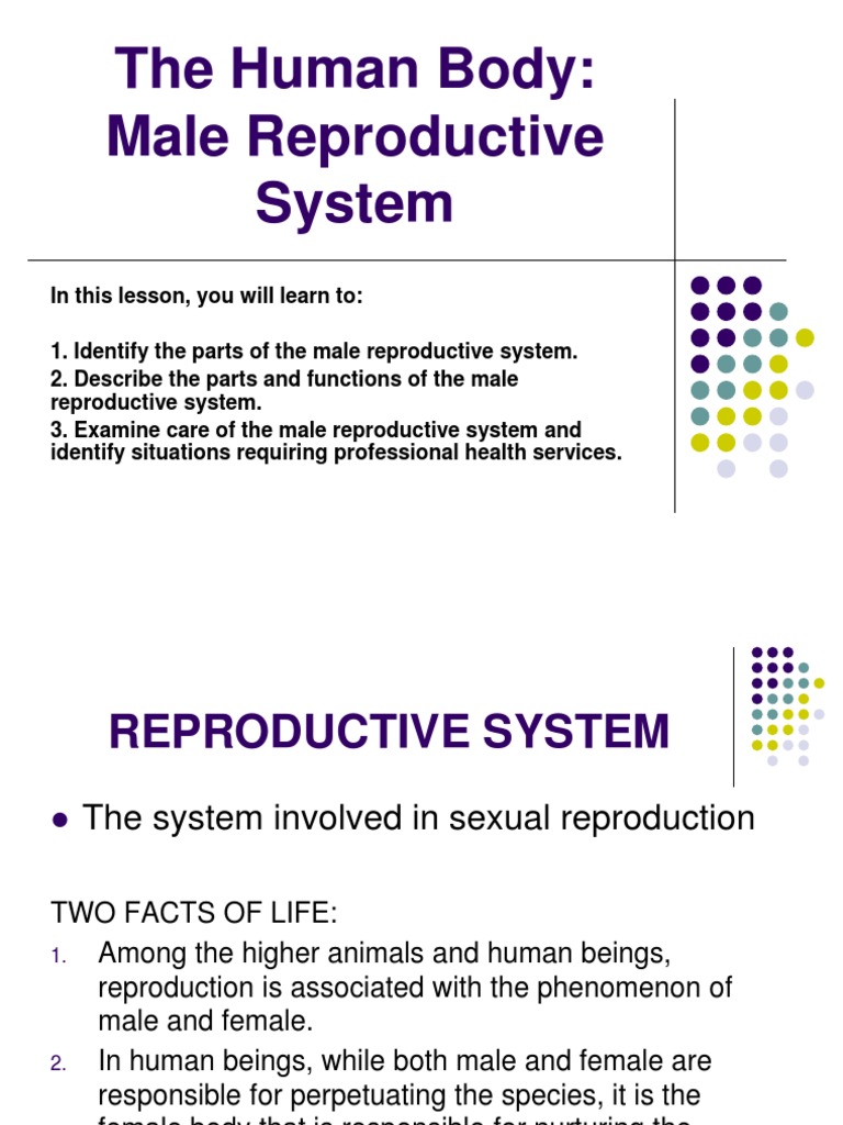 The Human Body: Male Reproductive System | PDF | Menstrual Cycle ...