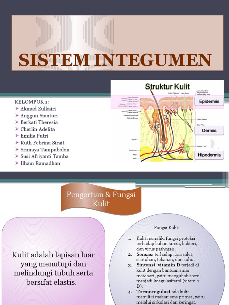 Sistem Integumen | PDF