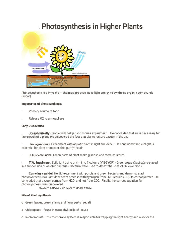 Photosynthesis in Higher Plants | PDF | Photosynthesis | Chlorophyll
