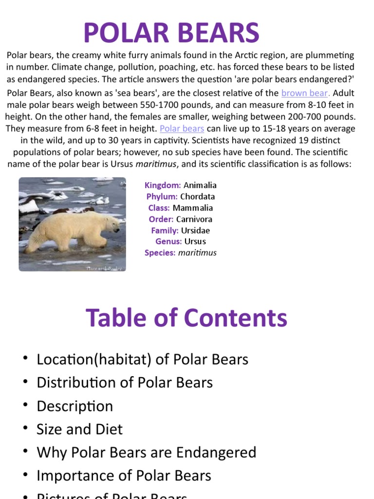 Polar Bear Classification and Importance | PDF | Polar Bear | Bears