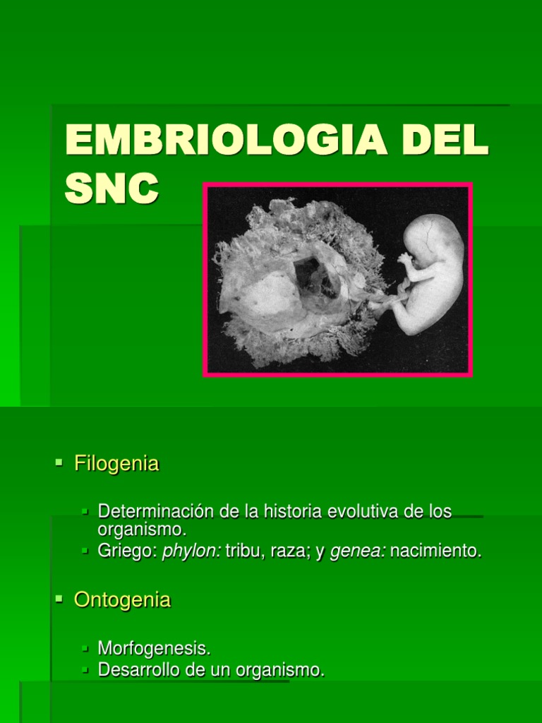 Embriologia Del SNC | PDF | Sistema nervioso central | Sistema nervioso