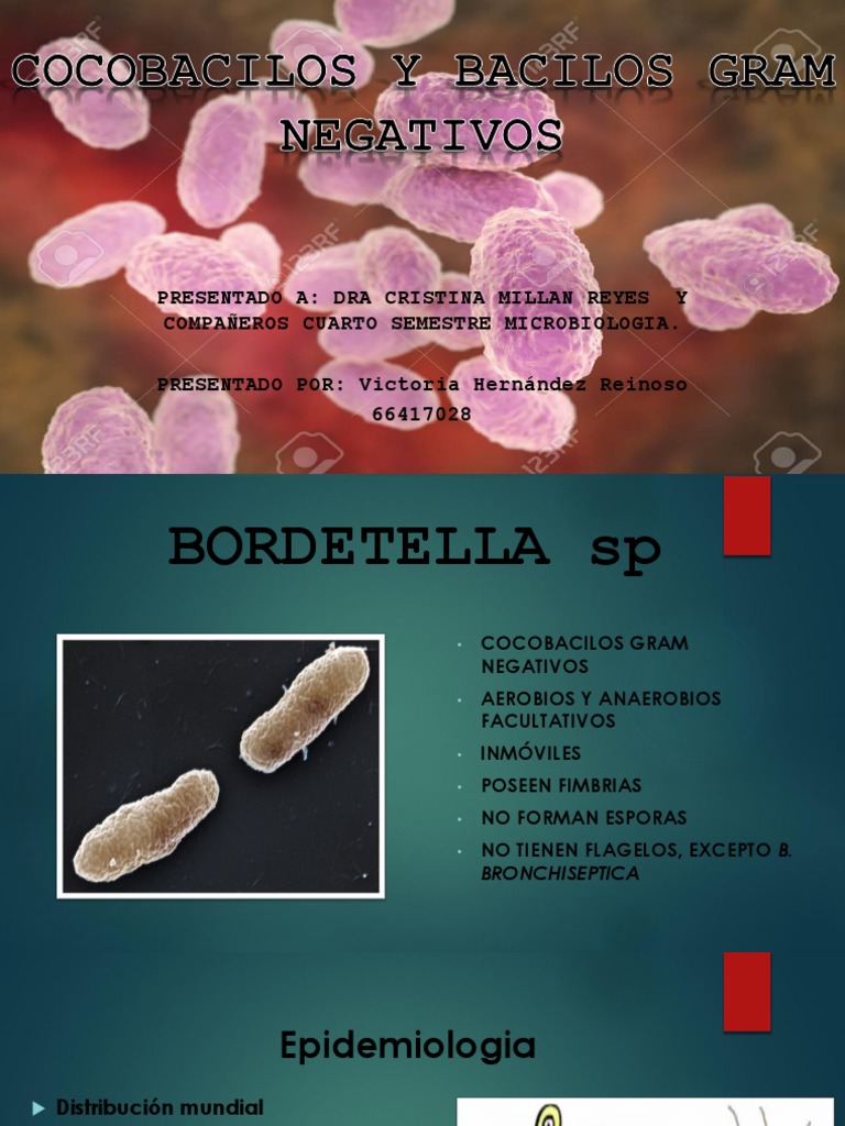 Cocobacilos y Bacilos Gram Negativos | PDF | Inmunología ...