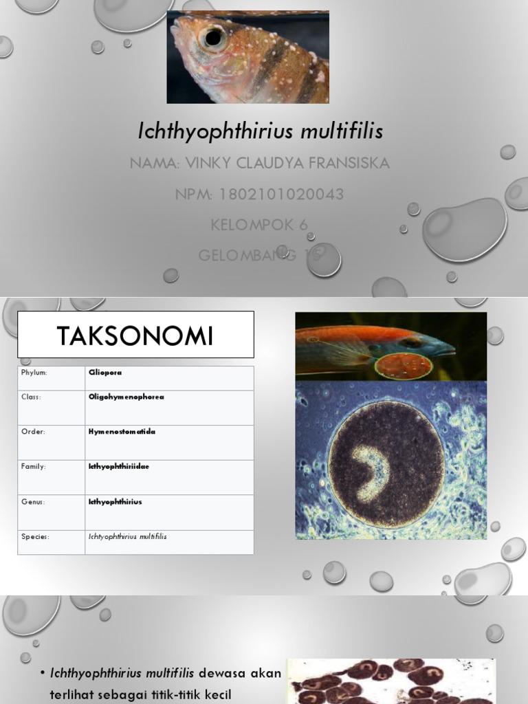 Ichthyophthirius Multifiliis | PDF | Griya & Taman | Kesehatan Holistik