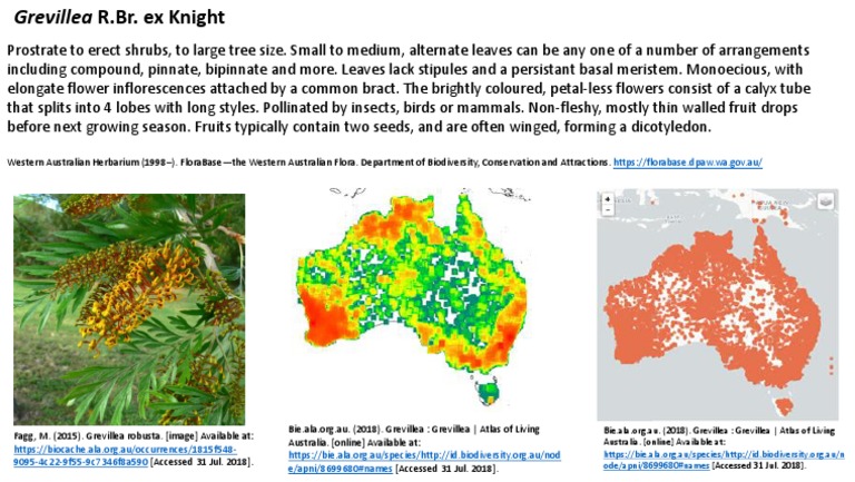 Grevillea Genus Poster