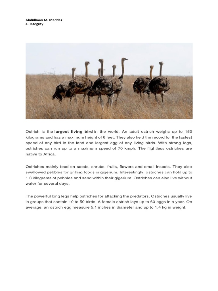 The Mighty Ostrich: Characteristics and Behavior of Africa's Largest ...