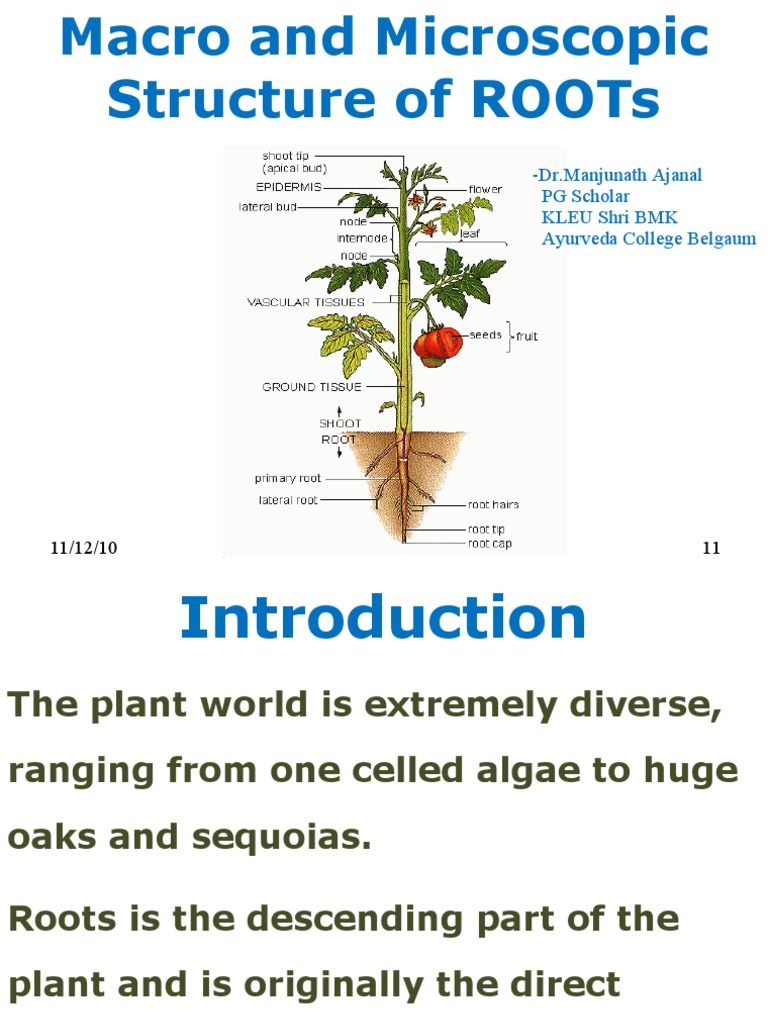 Roots Basic Botany | Root | Plant Physiology