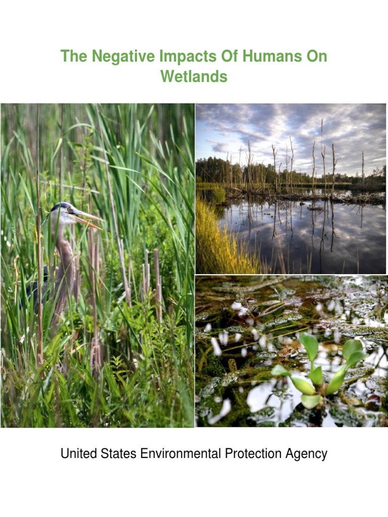 Impact of Humans and Wetlands | PDF | Wetland | Flood