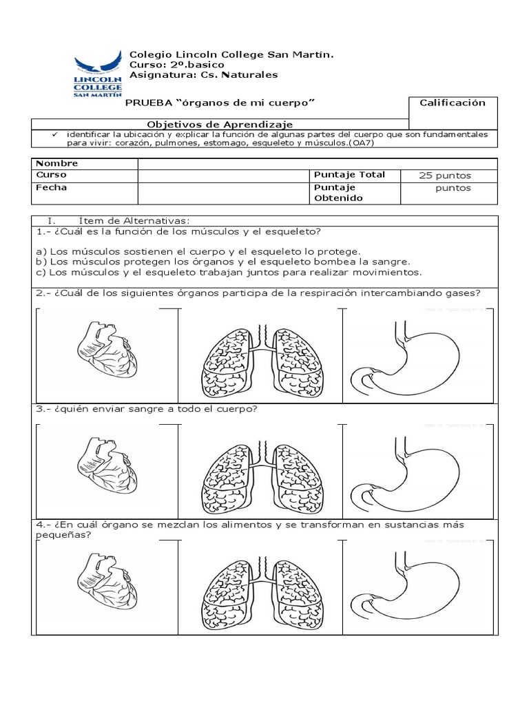 Colegio Lincoln College San Martín 2° Organos Prueba | PDF | Músculo ...