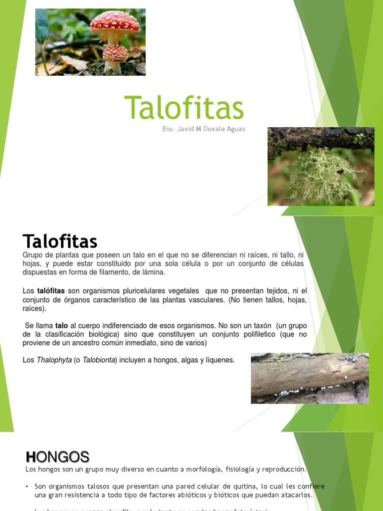 Talofitas | PDF | Hongo | Eucariotas