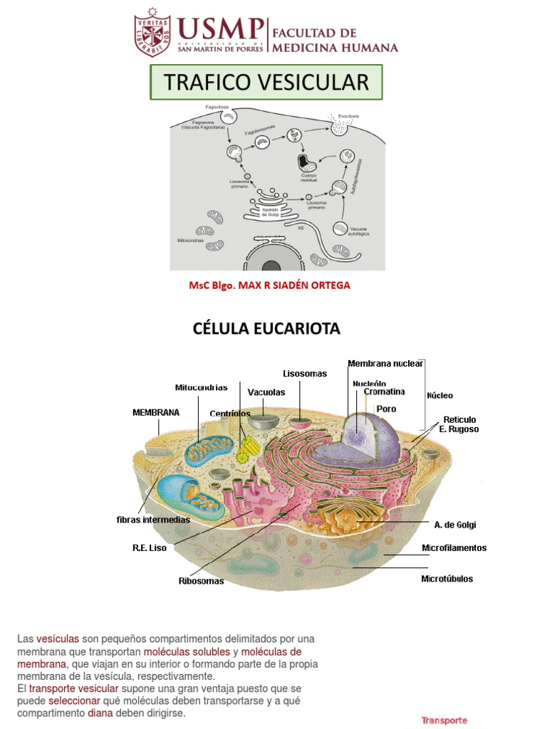 Tráfico Vesicular | PDF | Retículo endoplásmico | Membrana celular