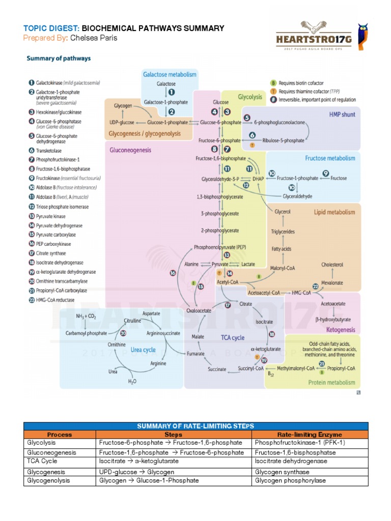 BIOCHEMISTRY - Summary of Pathways | PDF | Glycolysis | Adenosine ...