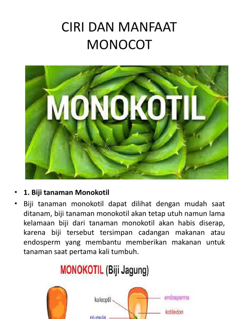 Ciri Dan Manfaat Monocots | PDF