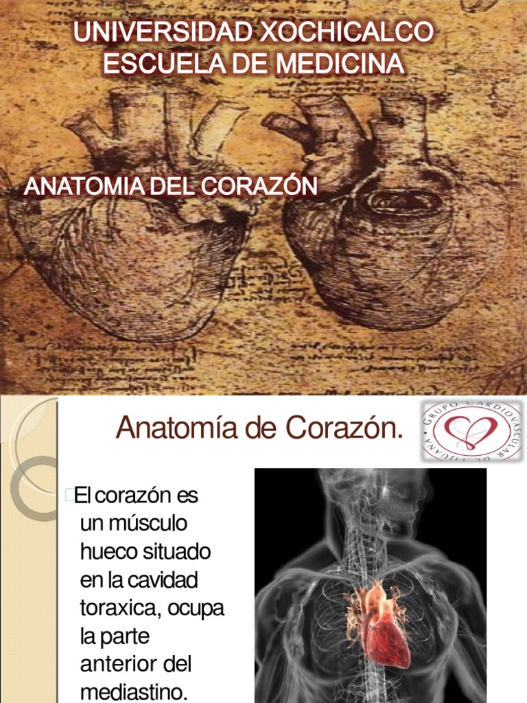 Anatomía del Corazón y Pericardio | PDF | Ventrículo (corazón) | Corazón
