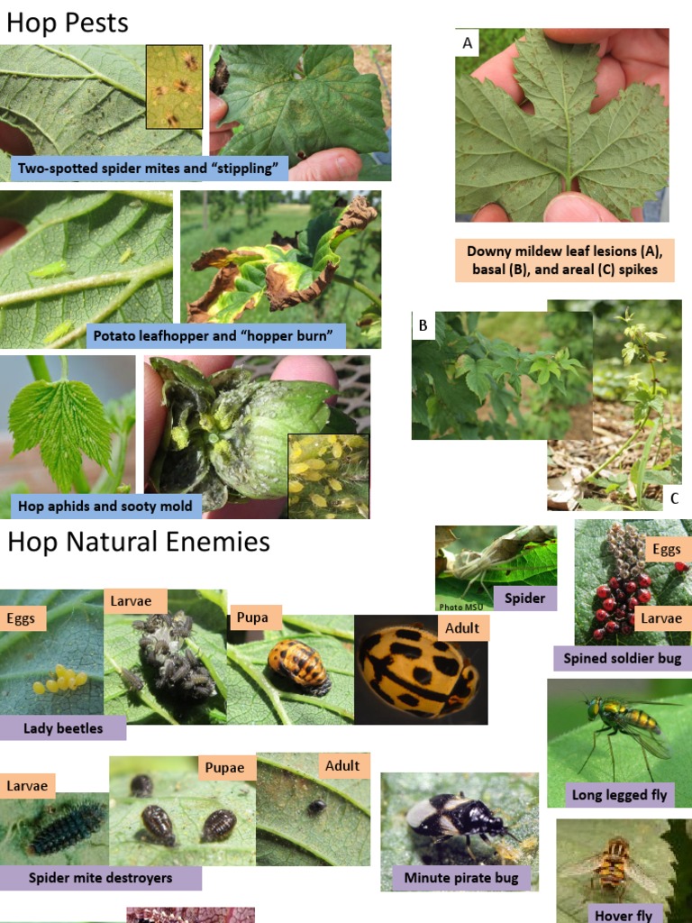 Hops Insect Cheat Sheet | PDF