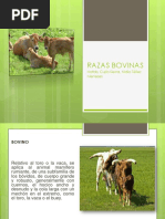 Ganado Romosinuano: Origen y Características | PDF | Vacas | Colombia