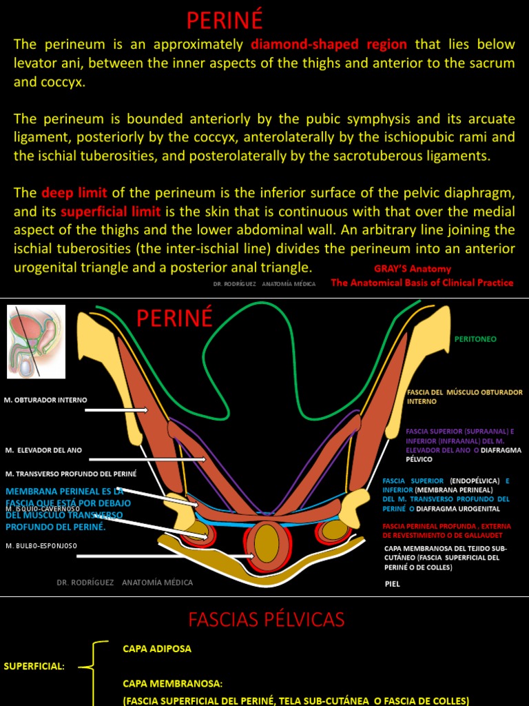 PERINÉ PPT - PPSX | PDF | Soft Tissue | Primate Anatomy