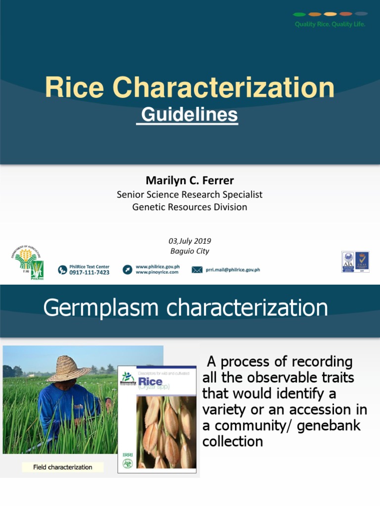 Guidelines On Characterization (Final) | PDF | Leaf | Rice