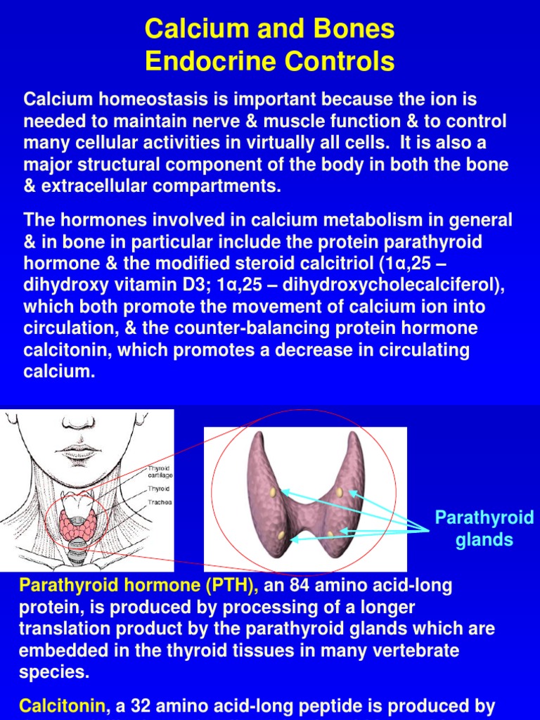 Calcium and Bones Endocrine Controls | PDF | Bone | Hormone