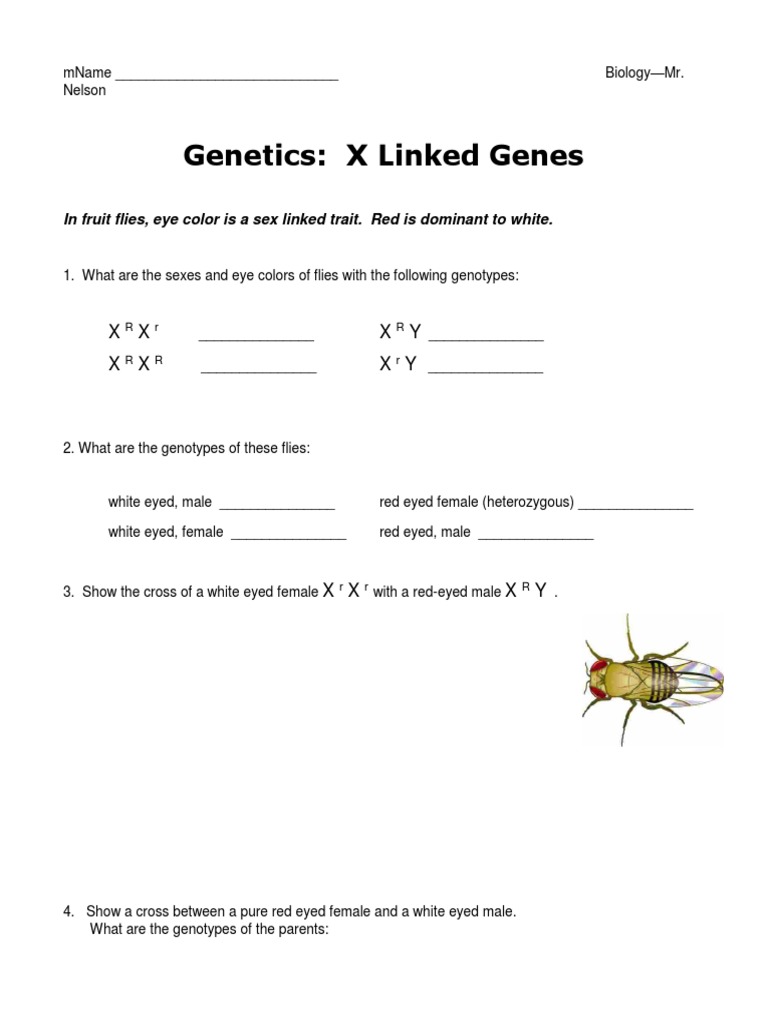X Linked Traits Worksheet | PDF | Genotype | Zygosity