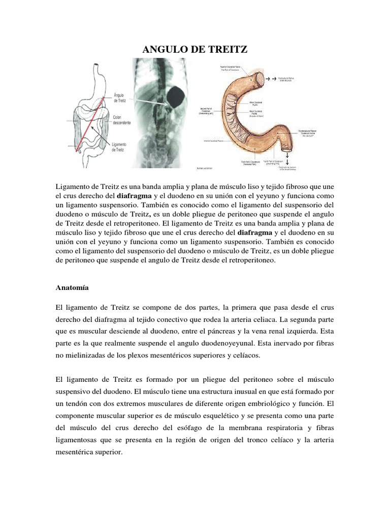 Angulo de Treitz | PDF | Músculo | Sistema digestivo