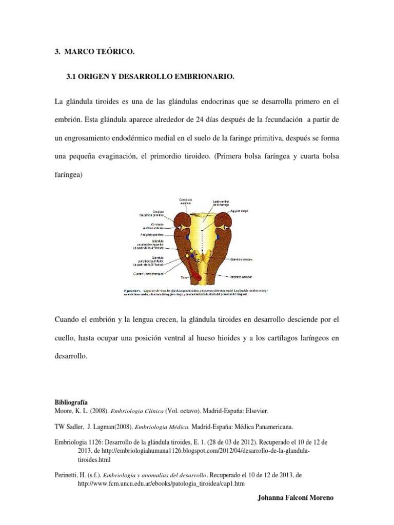 Desarrollo embrionario de la tiroides | PDF | Tiroides | Anatomía