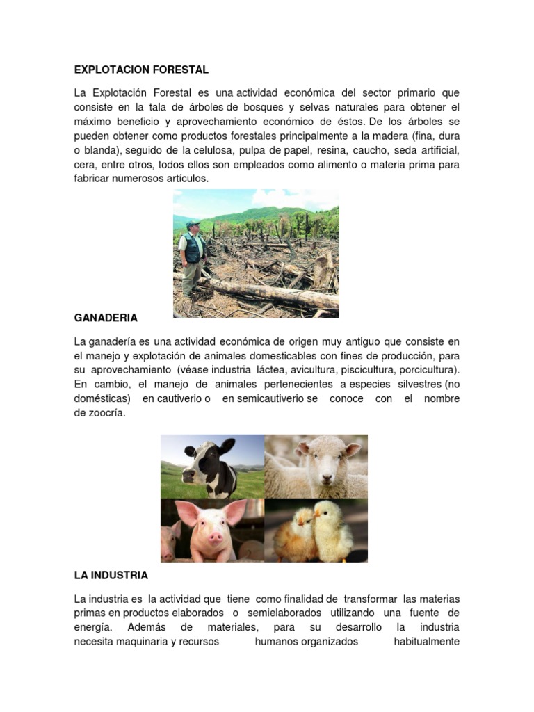 Explotación Forestal: Definición y Productos | PDF | Industrias | Los ...