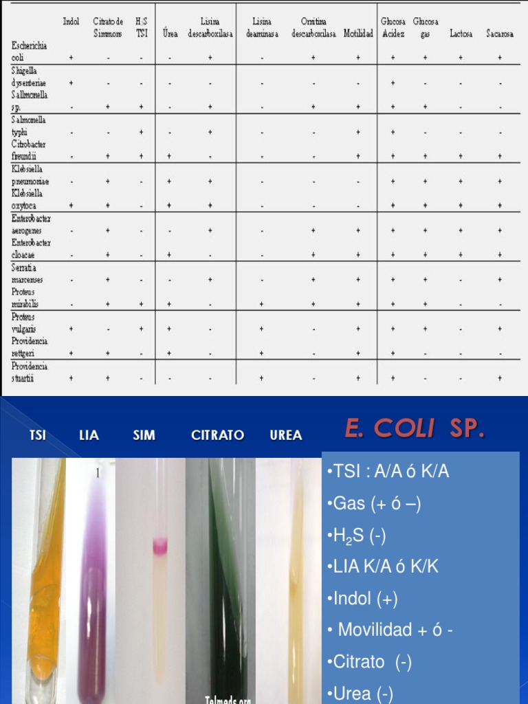 Enterobacterias Pruebas Bioquimicas 2 | PDF | Microorganismo | Procariota