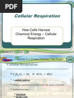 Krebs Cycle Notes | PDF