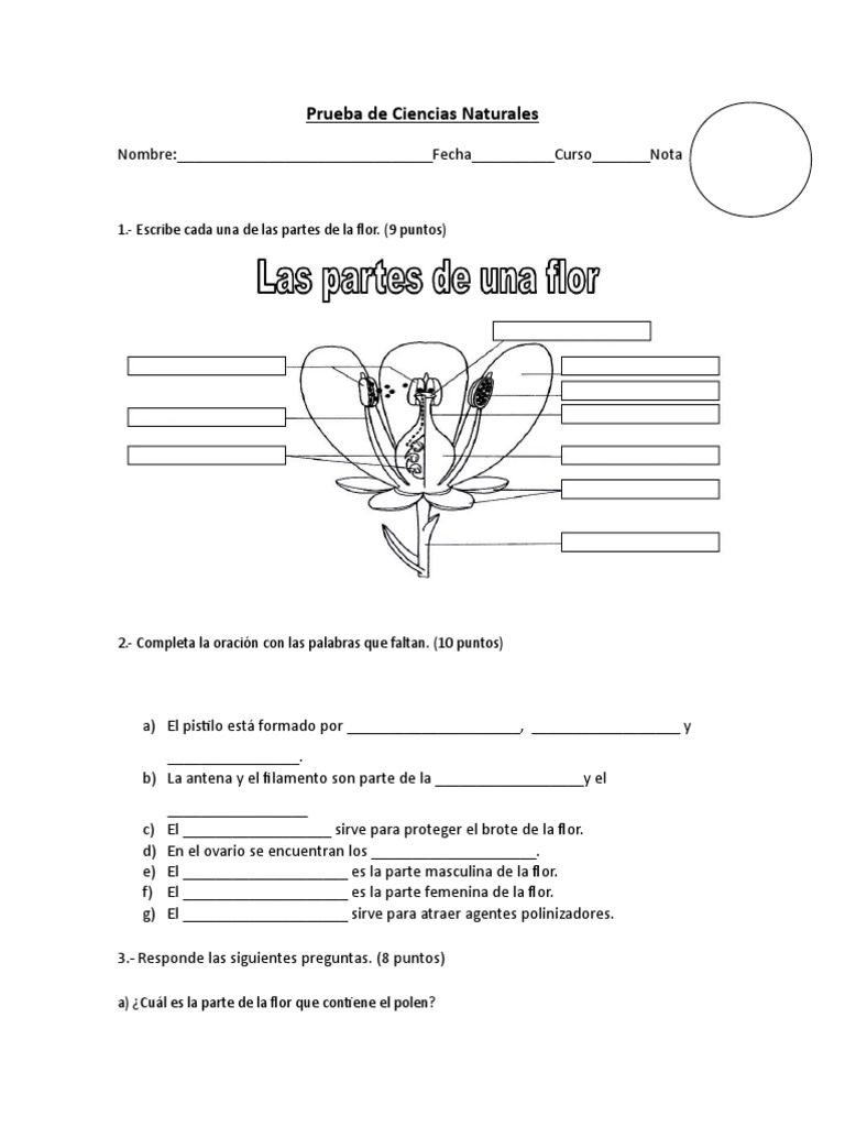 Prueba de Ciencias Naturales La Flor | PDF