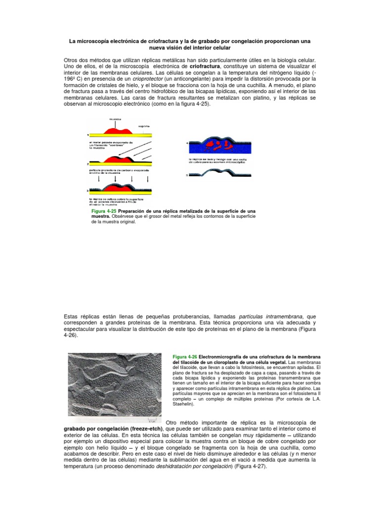 Criofractura: Técnica y Aplicaciones | PDF | Bicapa lipídica | Biología ...