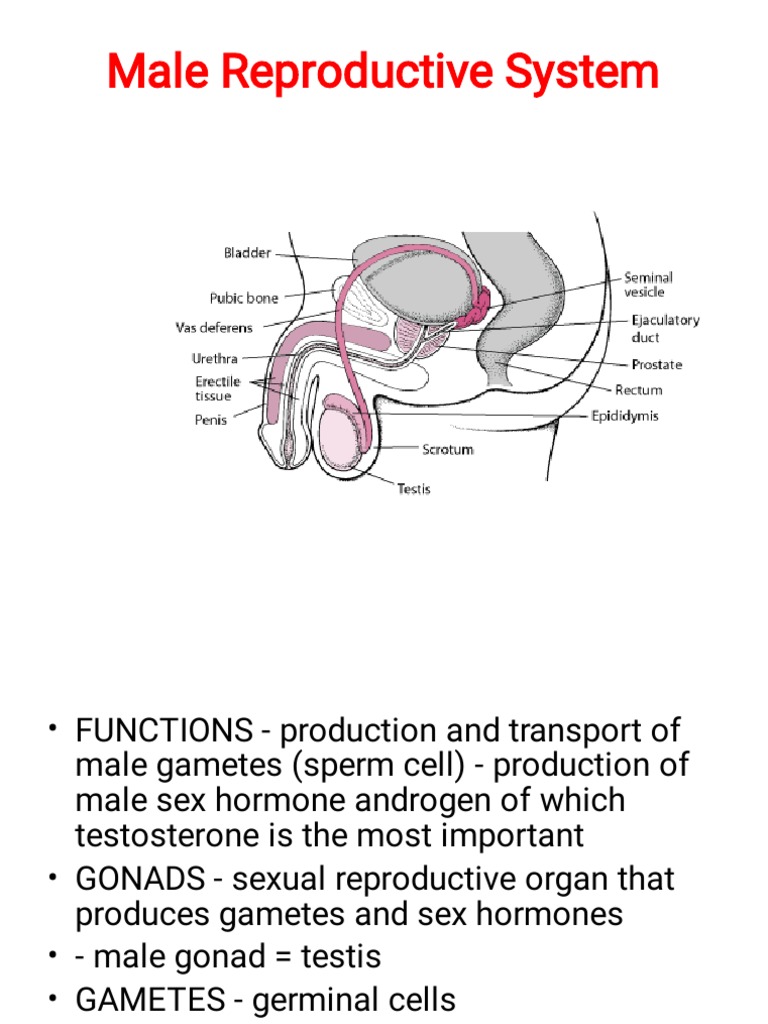 Reproductive System | PDF | Ovary | Uterus