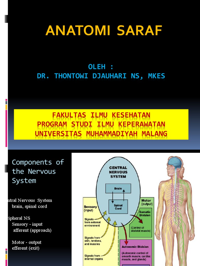 Struktur dan Fungsi Sistem Saraf Manusia | PDF | Sains & Matematika
