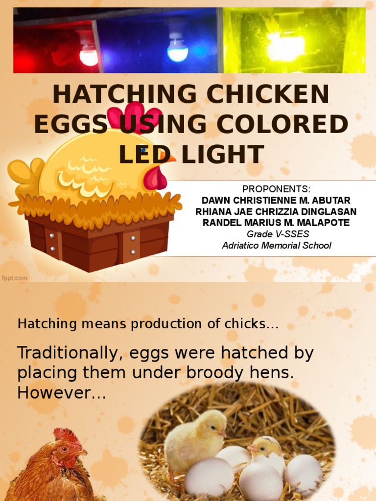 Hatching Chicken Eggs Using Colored Led Light | PDF | Chicken | Light ...