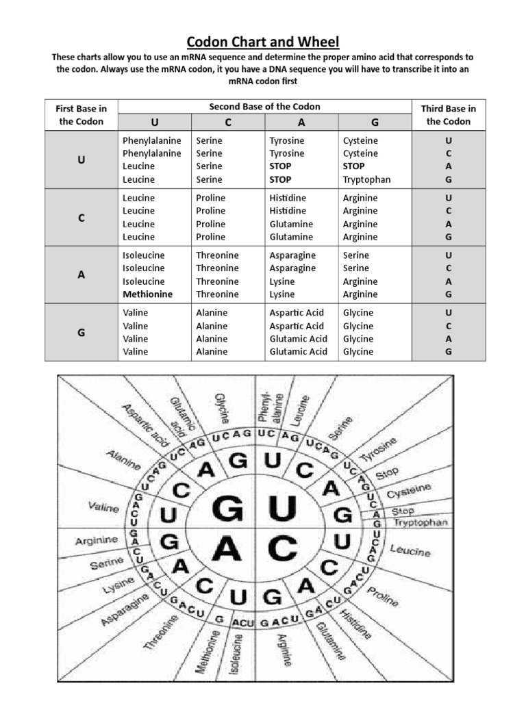 Codon Chart and Wheel Handout | PDF | Wellness