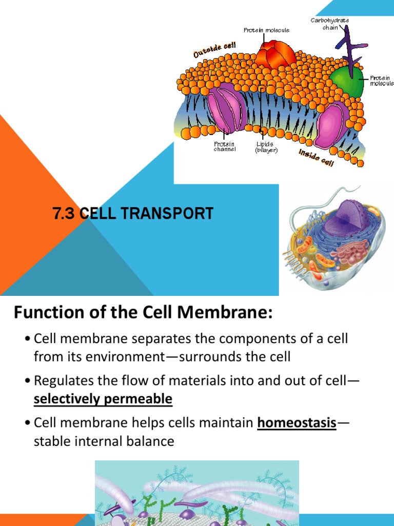 Cell Membrane Transport Guide | PDF | Osmosis | Cell Biology