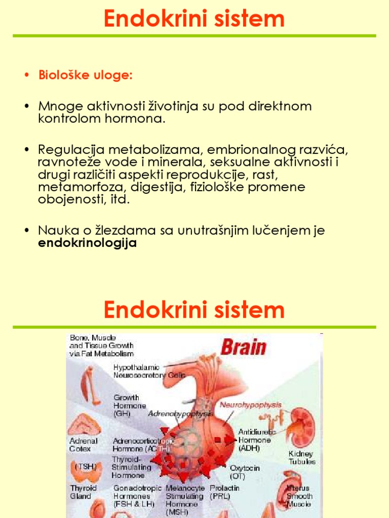 Endokrini | PDF