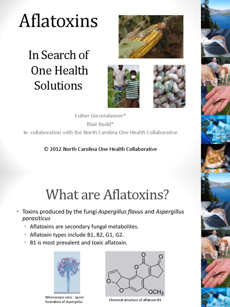 Aflatoxin in Food Products | PDF | Food And Drink | Wellness