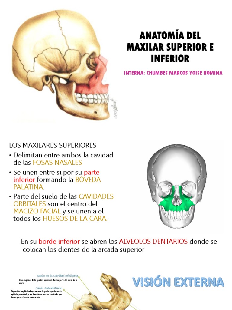 Exposicion Yoise | PDF | Sistema esquelético | Anatomía humana