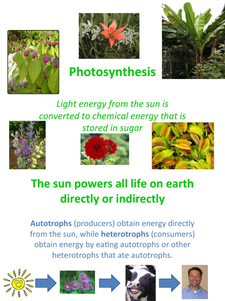 Photosynthesis Project 10 | PDF | Chemical Compounds | Photosynthesis
