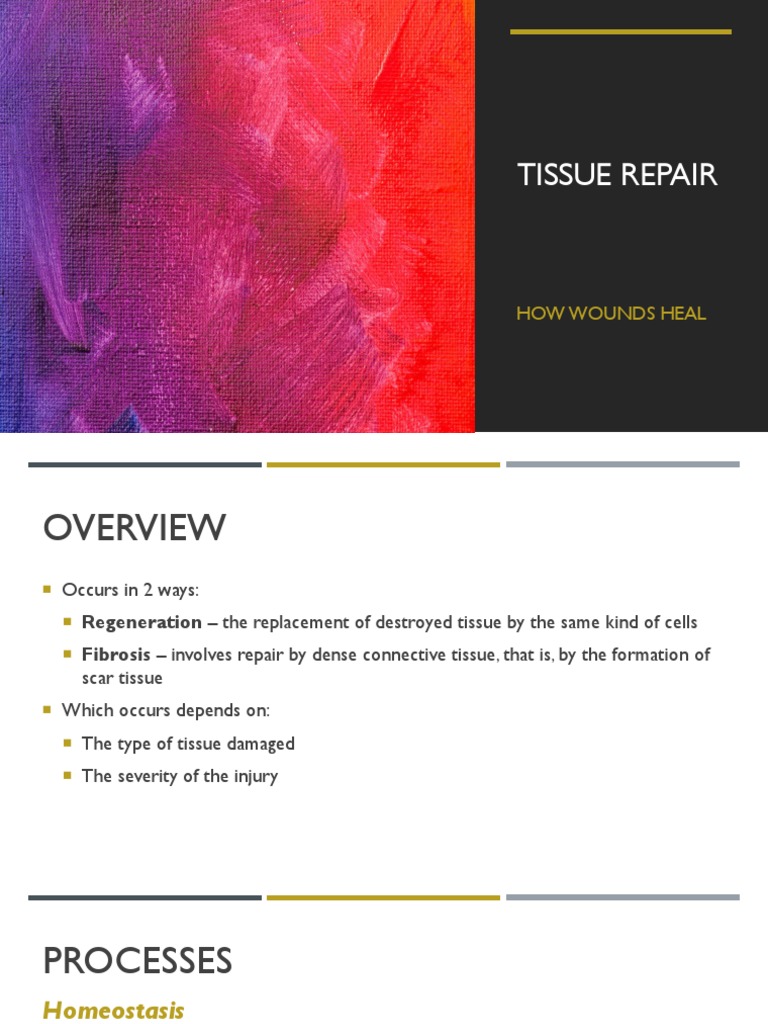 Tissue Repair: How Wounds Heal | PDF | Wound Healing | Tissue (Biology)