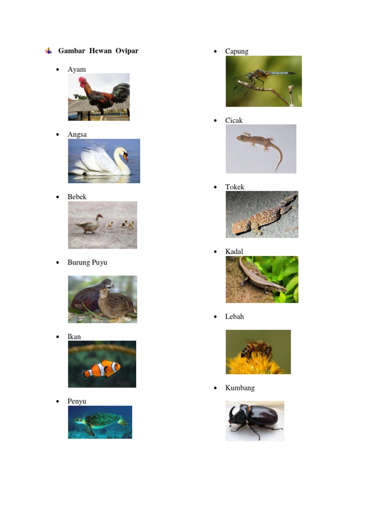Gambar Hewan Ovipar, Vivipar, Dan Ovivipar | PDF