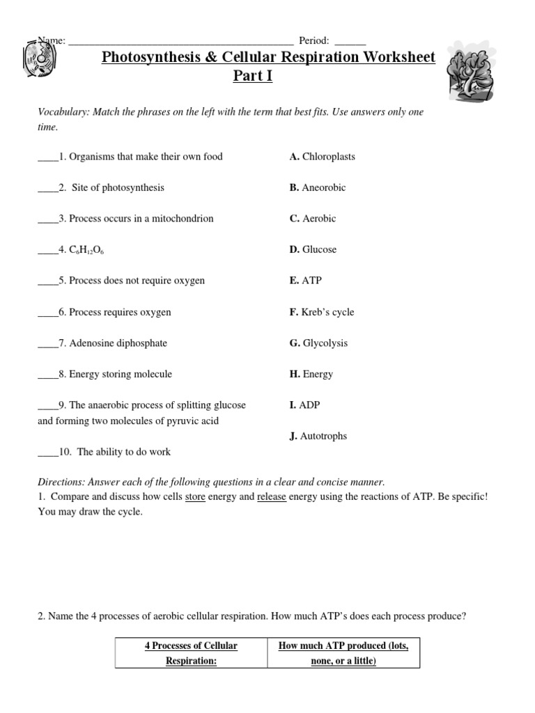 Photosynthesis N Respiration Review Worksheet | PDF | Cellular ...