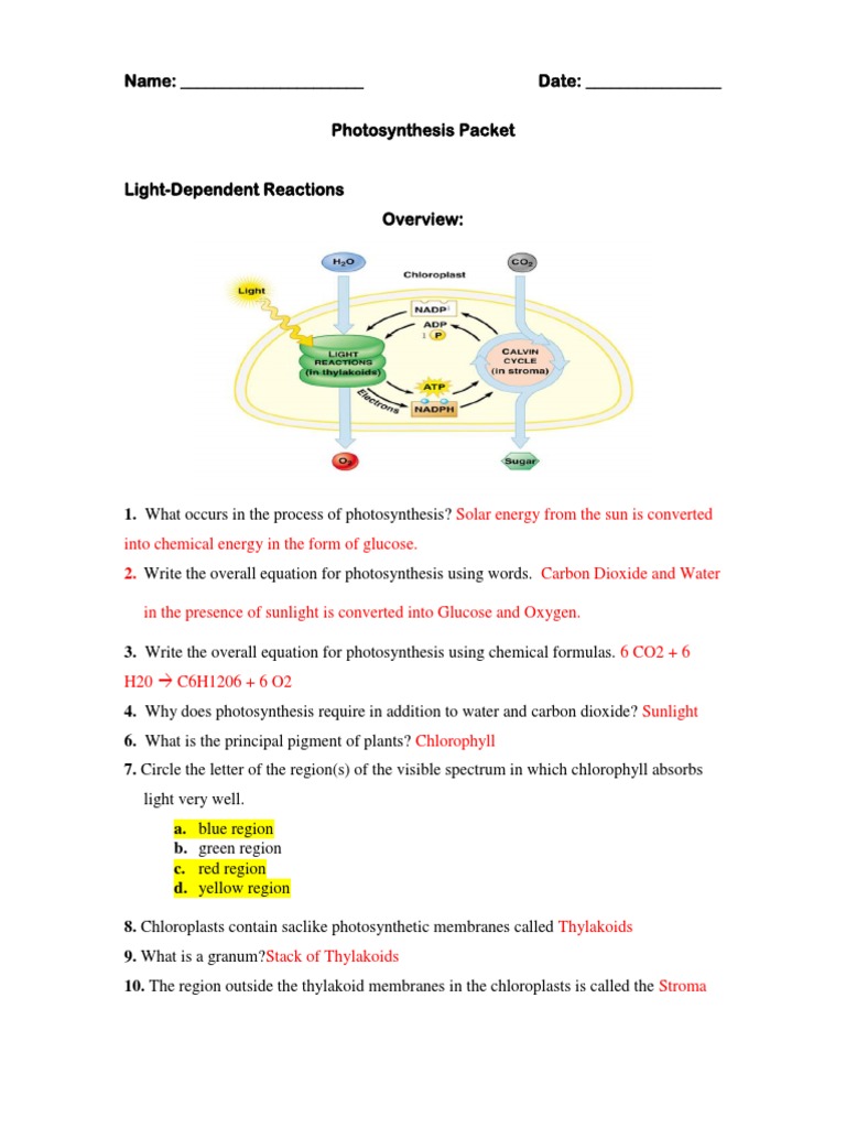 Photosynthesis Worksheet Version 2 SHORT 2018 KEY | PDF ...